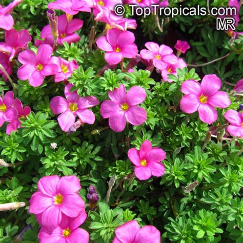 Oxalis sp., Shamrock, Wood Sorrel - TopTropicals.com