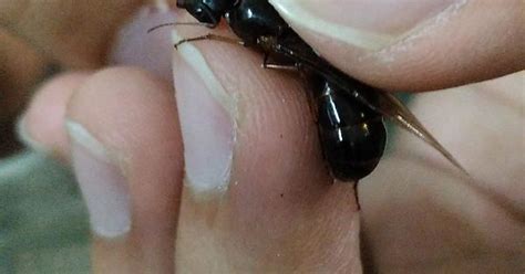 Ant Identification Imgur