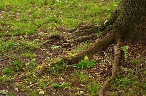 Benefits Of Deep Root Fertilizer For Trees
