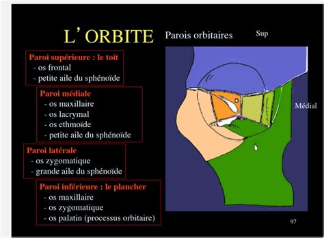 Toit Et Plancher De L Orbite Ue T Te Et Cou Tutorat Associatif Toulousain