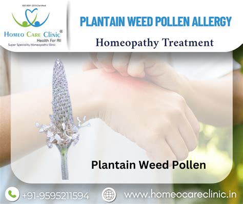 Plantain Weed Pollen Allergy Causes Symptoms And Homeopathy Treatment
