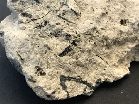Rock Found Along Beach In Florida Fossils Fossil Id The Fossil Forum
