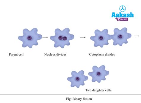 Algae Characteristics Reproduction And Evolution Aesl Algae Characteristics Reproduction And Evolution Aesl