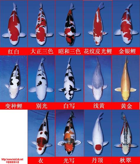 锦鲤品种大全及图片 锦鲤的品种 锦鲤大 大山谷图库