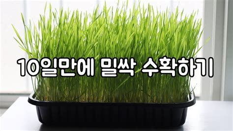 10일만에 밀싹 수확하기 밀싹키우기 홈가드닝 슈퍼푸드 Youtube