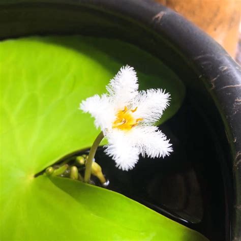 一叶莲水生花卉荷叶碗莲睡莲水培植物带花苞四季开花室内阳台莲花 虎窝淘