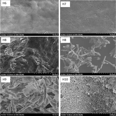 Sem Results Of Mcp Precipitates With Different Mg Ca Molar Ratios Of