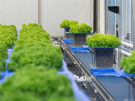 Plant Phenotyping