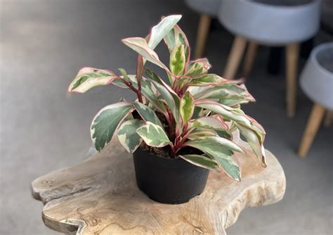 راهنمای رشد سریع گل قاشقی و رازهایی برای زیباتر شدن مجله اینترنتی شادمگ