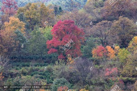 塔川秋色 田园田野 自然风景 摄影素材 汇图网www huitu