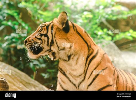 Sibirian Tiger Amur Tiger Were Gazing With Awe Inspiring Gaze