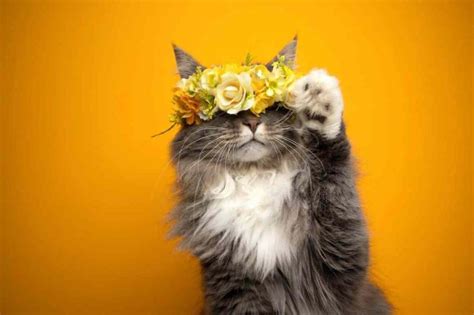 36 Hilarious Cat Portraits That Will Have You Laughing Out Loud