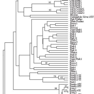 Dendrogram Generated Using UPGMA Cluster Analysis Based On The
