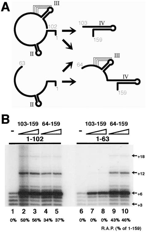 The Stem Iii Pseudoknot Cooperates With Stem Iv In Re Download