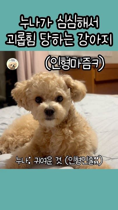 누나가 심심해서 괴롭힘 당하는 강아지 Youtube