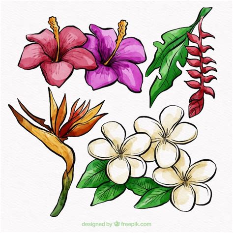 Imágenes De Bugambilia Dibujo Descarga Gratuita En Freepik