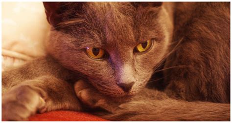 Phred By Payno723 On Deviantart