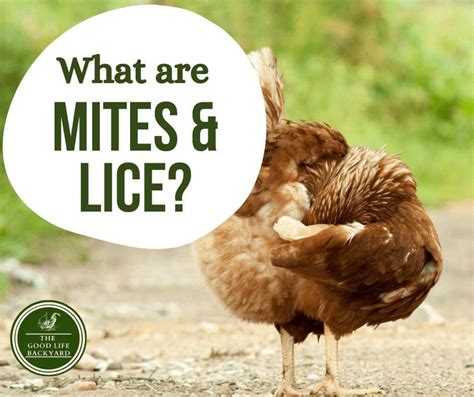 How To Prevent And Treat Chicken Mites And Lice N And W Livestock