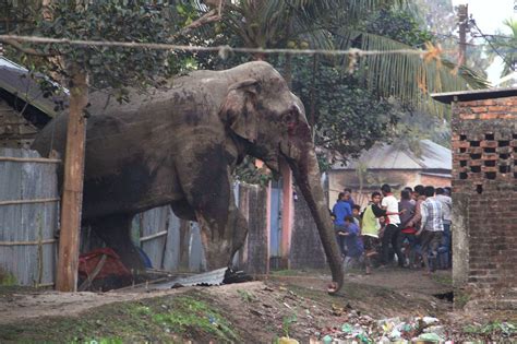 Lost Elephant Runs Amok In Indian Town Nbc News