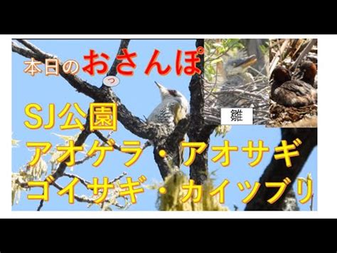 アオサギ雛アオゲラカイツブリ雛ゴイサギ交尾本日のおっさんぽ YouTube