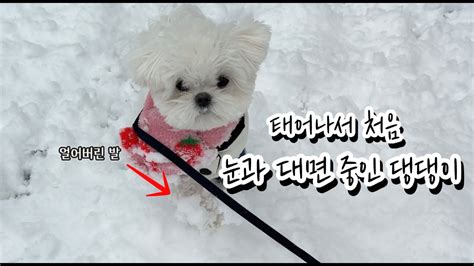 첫눈이 온다구요 견생첫눈 말티즈 귀여운강아지 Youtube