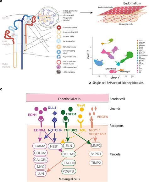 Molecular Programs Associated With Glomerular Hyperfiltration In Early
