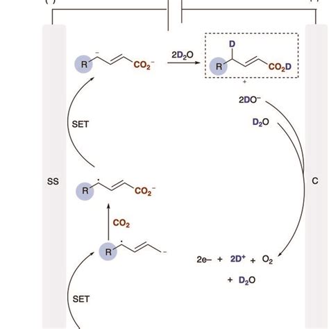 Overall Processes At Both The Anode And Cathode Download Scientific