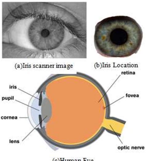 Figure 1 From Securing Iris Recognition System For Access Control Based On Image Processing