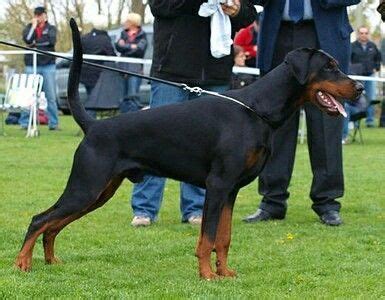 Uncropped European Doberman