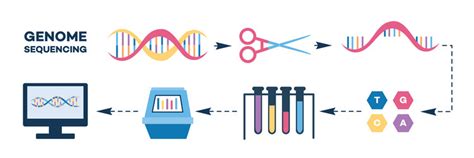 Infographic Dna And Rna Spiral Ribonucleic Vs Vector Image