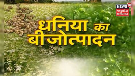 Annadata Coriander Cultivation धनिया का बीजोत्पादन करके कमाएं अधिक