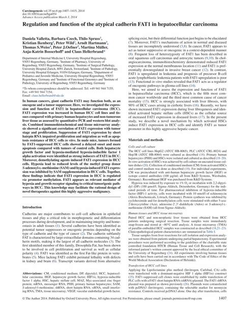 PDF Regulation And Function Of The Atypical Cadherin FAT1 In