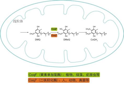 Science子刊：陈晓亚研究组发现植物辅酶q合成途径关键酶腾讯新闻