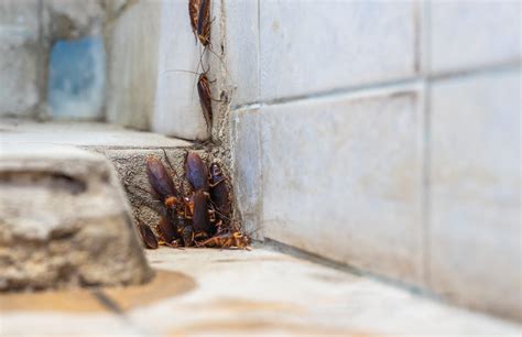 Cockroach Outbreak In South Africa • Flick Pest Control