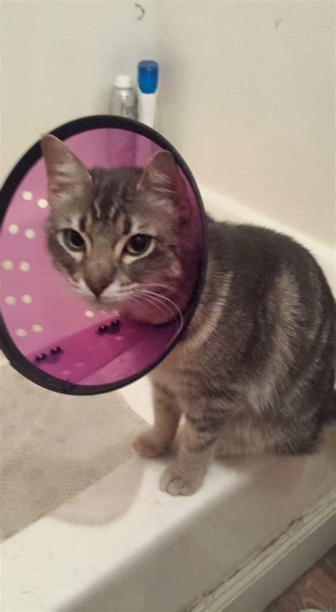 Mange Cat Doesnt Like The Cone Scrolller