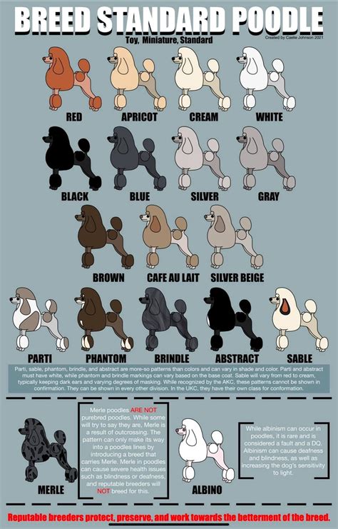 Are Red Poodles Rare