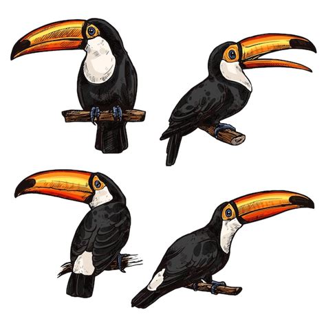 Premium Vector Set Of Exotic Bird Toucan