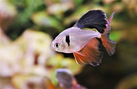 Different Types Tetra Fish