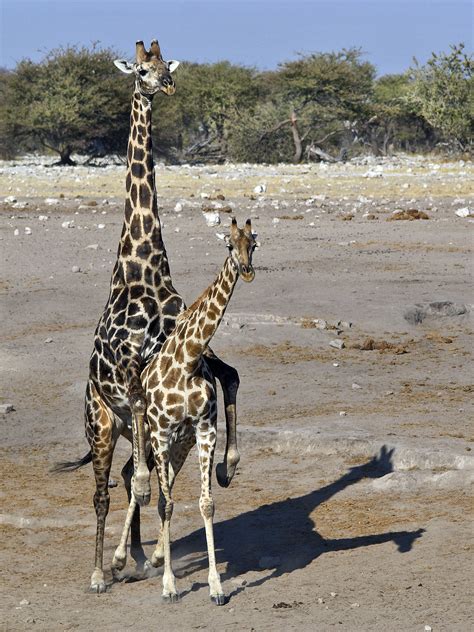 Filegiraffa Camelopardalis Angolensis Mating Wikimedia Commons