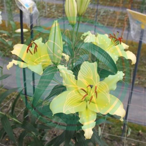 Lilia Drzewiasta Vigneron Lily Garden Cebulki Kwiatowe