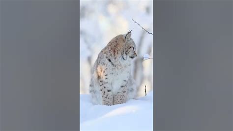 Marsupials Or Placentals The Key Differences Explained Mammals Marsupials Placental Youtube