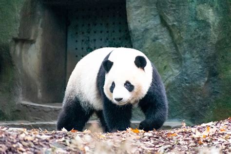 pembersihan data menggunakan python pandas