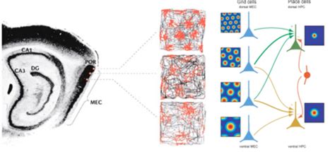 Memory Chapter 9 Flashcards Quizlet Memory Chapter 9 Flashcards Quizlet
