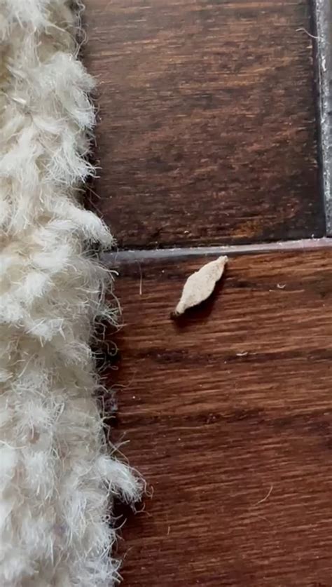 What Is This Houston Tx Rinsects