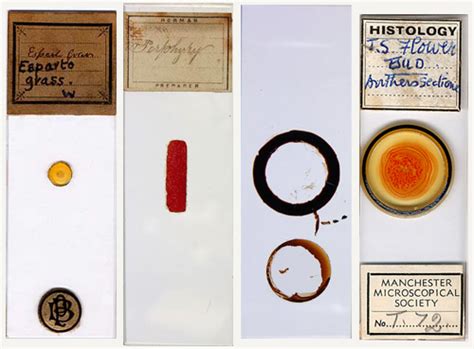 Beautiful Specimens