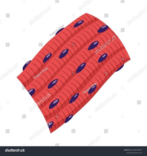 Skeletal Muscle Tissue Specific Function Medical Stock Vector Royalty Free 2520762377