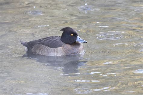 キンクロハジロ お気楽鳥見日記