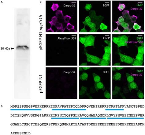 Frontiers The Intracellular Signaling Molecule Darpp 32 Is A Marker