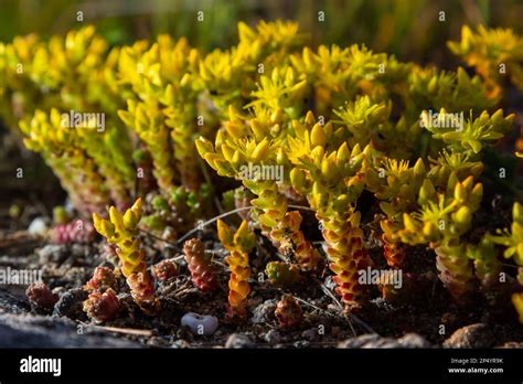 Sedum Acre Sedum Album Is The Perennial Herbaceous Succulent Plant