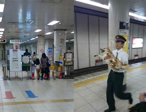 超萌柴犬逃票闖入車站 站務員帶走「現行犯」 其它 Nownews今日新聞